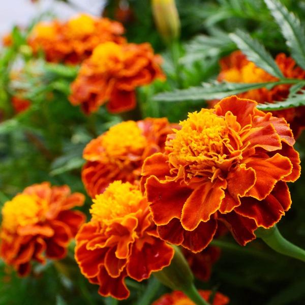 Marigold French Mix | Vibrant Plug Plants for Easy Gardening – AcquaGarden