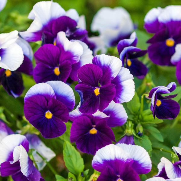 Beaconsfield Pansy - Vibrant Winter Pansies | AcquaGarden