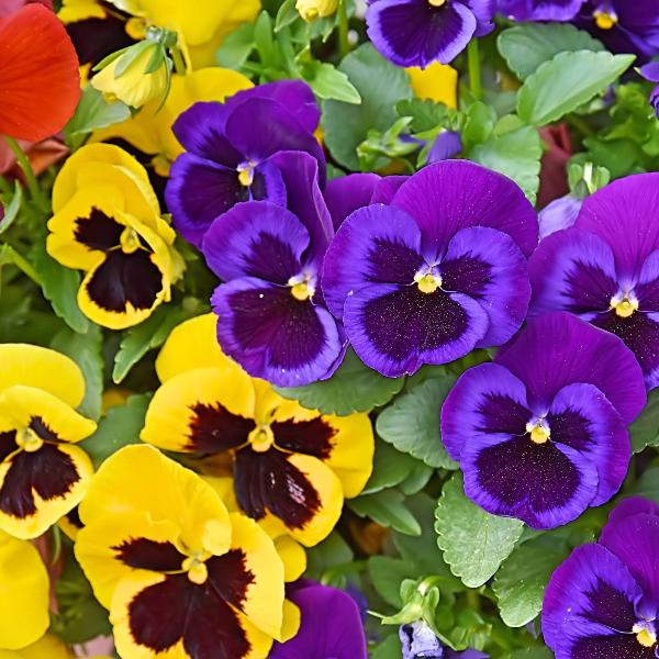 Pansy 'Delta Mix' | Versatile, Colourful Blooms for Gardens ...
