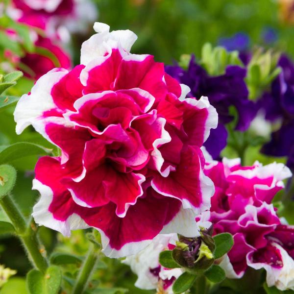 Petunia Flower Information