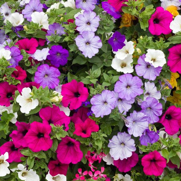 Buy Petunia 'Mambo Mixed' – Vibrant & Easy to Grow | AcquaGarden