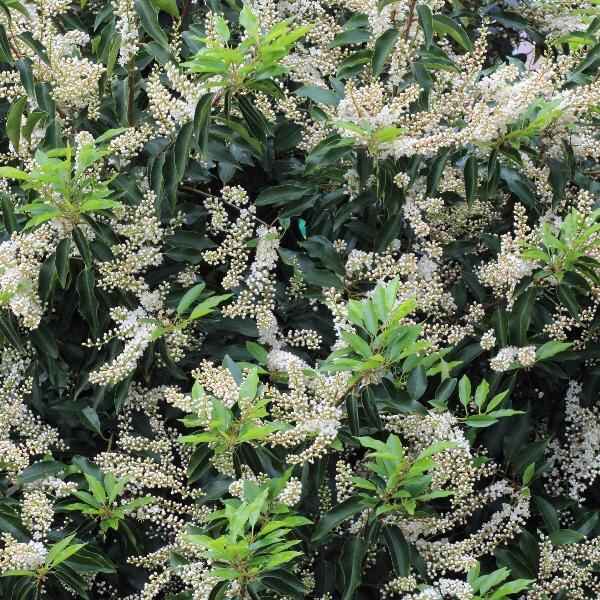 Portuguese Laurel Prunus Angustifolia Evergreen Shrub – AcquaGarden