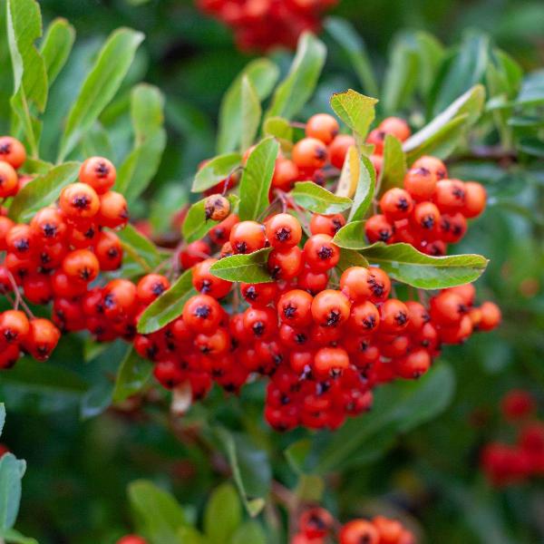 Pyracantha Red Column Firethorn Plant - Evergreen Shrub with Berries ...