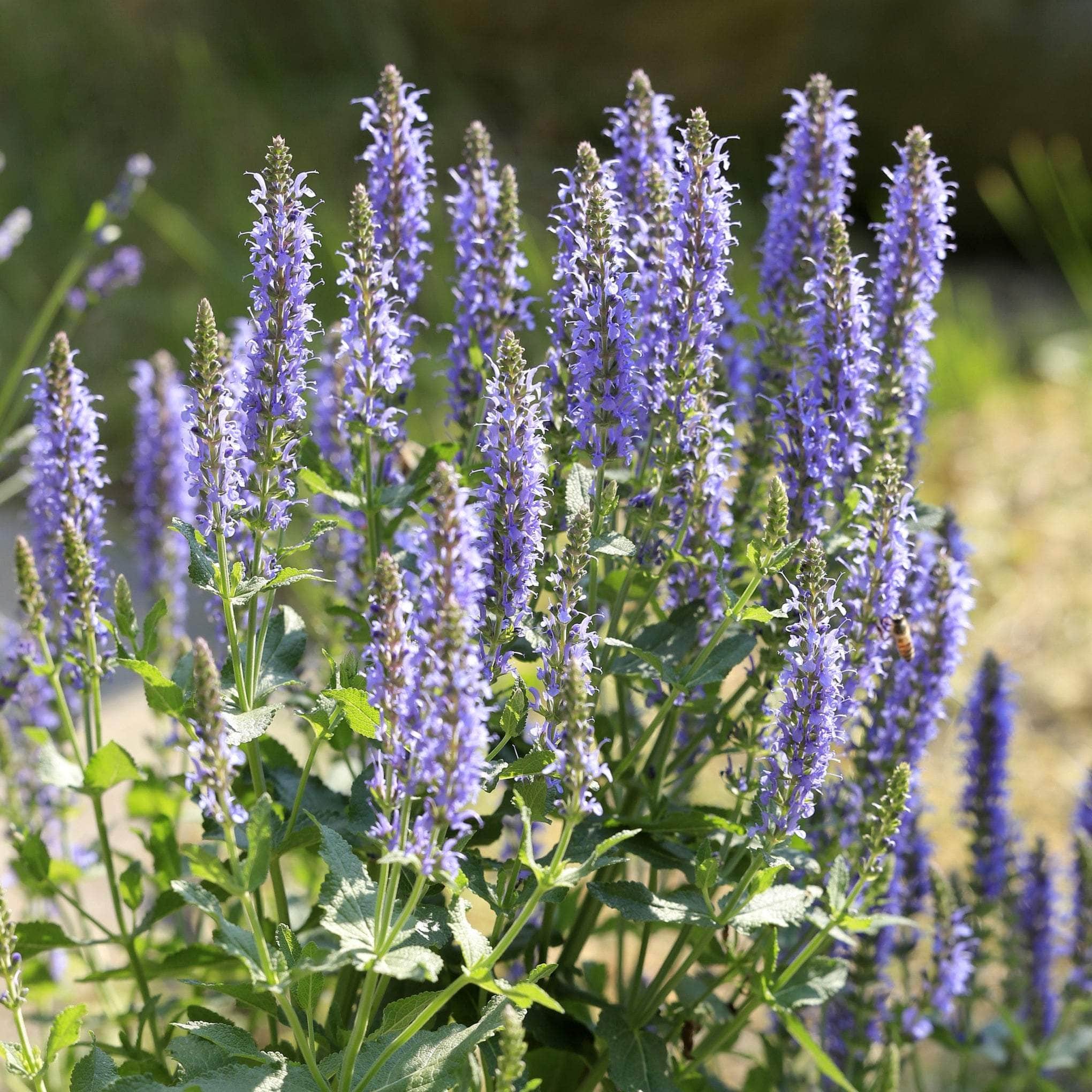 Salvia 'Crystal Blue' - Vibrant Hardy Perennial | Acqua Garden ...