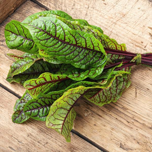 Red Veined Sorrel Plant – AcquaGarden