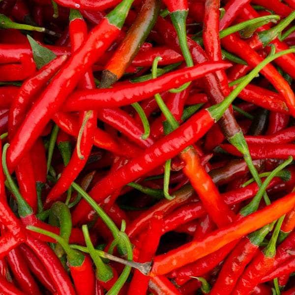 Super Chilli Plants | High-Yield, Extra-Spicy Chillies for Home Growing ...
