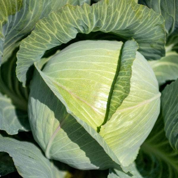 Round Cabbage Plants | High Yield & Easy to Grow – AcquaGarden