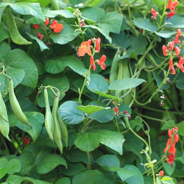 Red Scarlet Runner Beans Scarlet Runner Bean – Revival Seeds