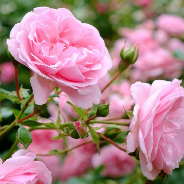 Amazing Grace Rose Bush - Soft Pink Blooms & Delicate Fragrance ...